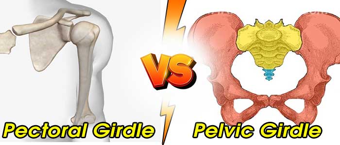 Difference Between Pectoral And Pelvic Girdle Differences